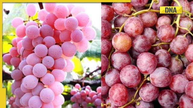 Know the 5 health benefits of these unique grapes