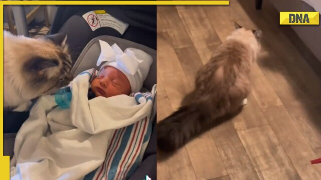 Cat vomits after smelling newborn baby, video goes viral
