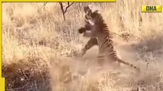 Tigers fight a fierce battle in viral video; roars will haunt you