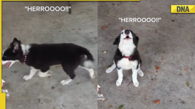 Talking dog says 'hello' to owner in this adorable viral video ...