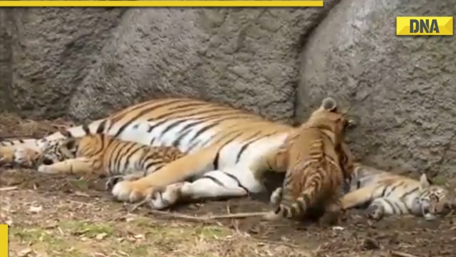 This viral video of tiger cubs cuddling with mama is totally aww-dorable
