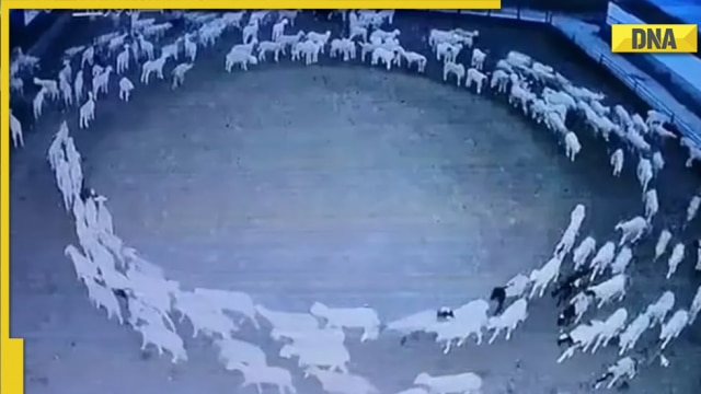 Weird but true! Dozens of sheep walk around in circle for 12 days in ...