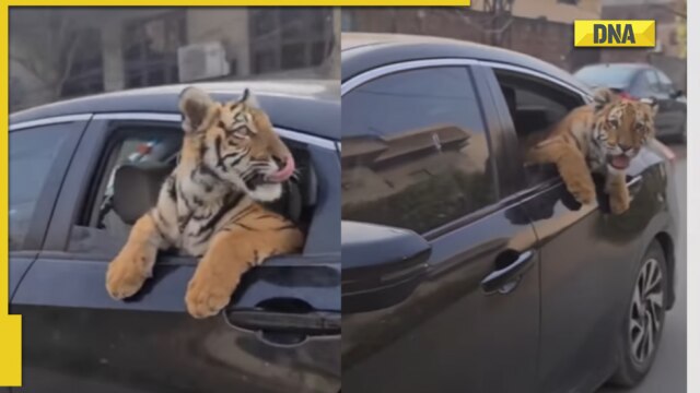 Man takes tiger for car drive, viral video angers netizens ...
