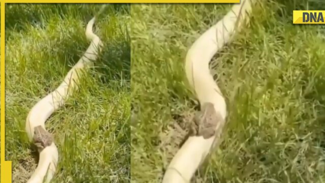 Frog rides on slithering snake in viral video, netizens ask 'OTP kya ...