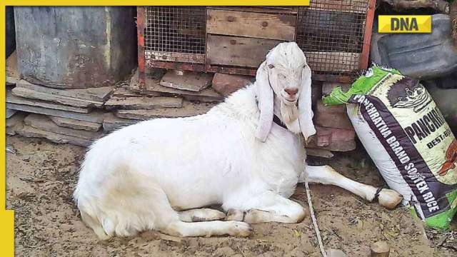 MP: 4 male goats producing milk since 3 years; vet calls it ‘normal ...