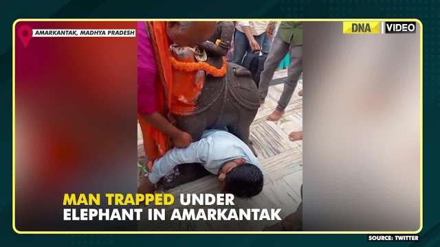 Man trapped under ELEPHANT, what happened next is worth watching