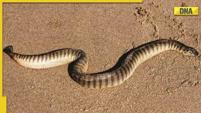 Viral: Snake found in Air India Express’s cargo hold after landing in Dubai