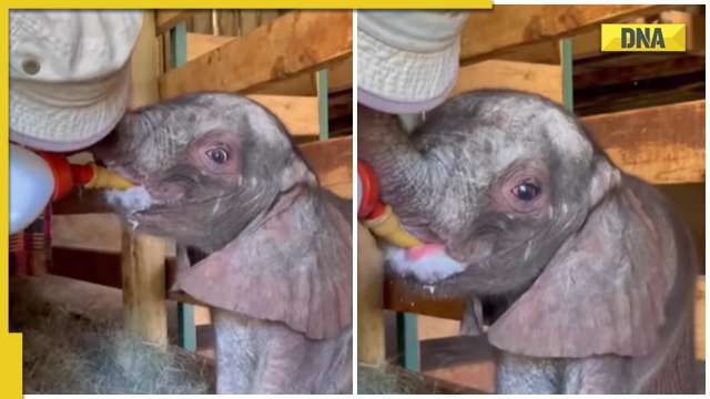 Keeper bottle-feeds milk to baby elephant, viral video leaves internet ...