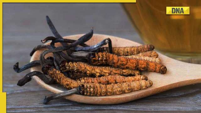 ‘Keeda Jadi’: Why China wants rare 'Himalayan Gold' herb from India ...