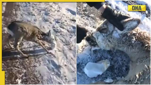 Viral video: Men rescue 'frozen' deer, internet applauds them