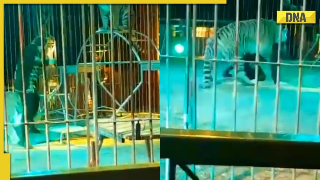 Circus trainer gets tackled and bitten by tiger in front of live ...