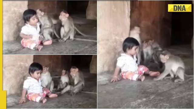 Toddler plays with monkeys, adorable viral video will soothe your soul