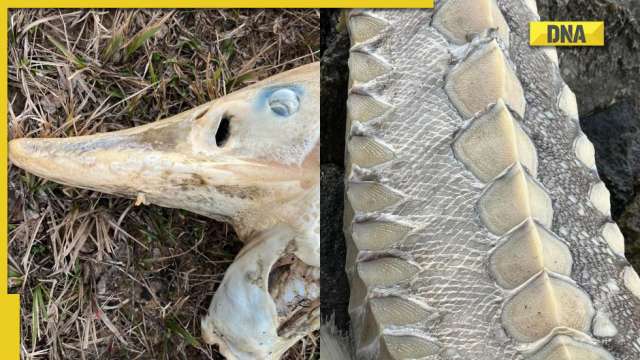‘Living dinosaur’ washes ashore dead, pics surface after rare find in US