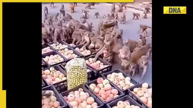 Viral video: Notorious monkeys steal apples from roadside stall, netizens call it 'monkey heist'