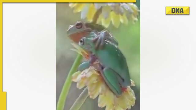 This adorable viral video of frogs cuddling in rain is the cutest ever ...