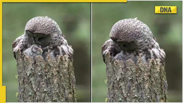 Mama owl pampering her babies is the perfect aww moment, viral video