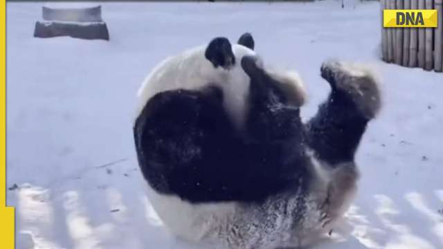 This adorable viral video of panda rolling in the snow is the cutest ...