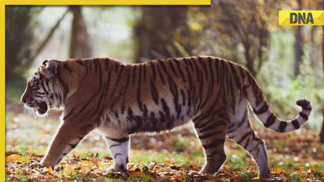 Tiger grabs women and vanishes into forest within seconds, video captures bone-chilling incident