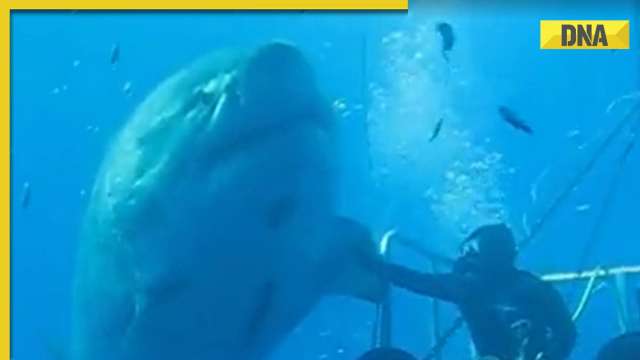 Watch: Old video of man meeting shark goes viral again, netizens call ...