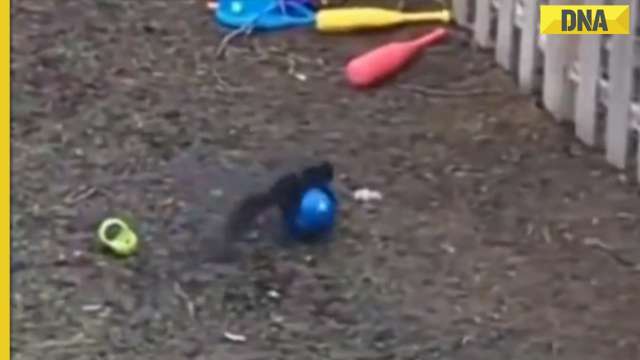 This squirrel's playing skills with ball will impress you, viral video