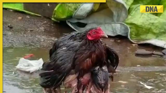 Mother hen turns into ‘umbrella’ to protect her babies from rain ...
