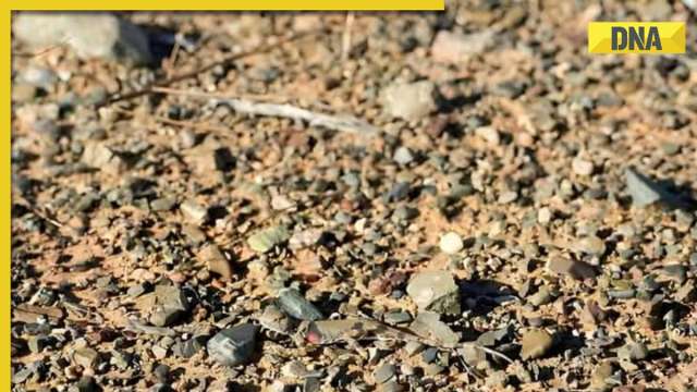 Optical illusion: Only 2% people can spot the hidden lizard in THIS pic