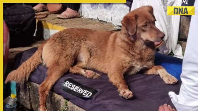 Dog chills on 'reserved seat' at Mumbai's Bandra Fort Amphitheatre ...