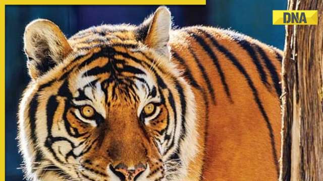 30 Tigers die in 2 months: Why tiger deaths rise between January and March?