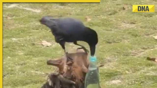 Crow uses pebbles to drink water from bottle, viral video will remind ...