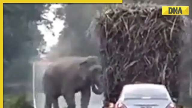 'Jumbo- the tax collector': Elephant stops truck to eat sugarcane ...
