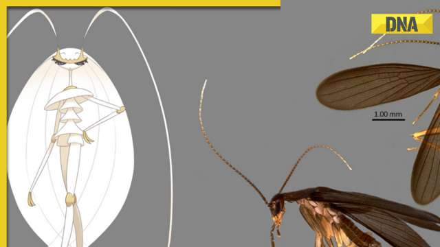 New cockroach species discovered in Singapore named after THIS Pokemon