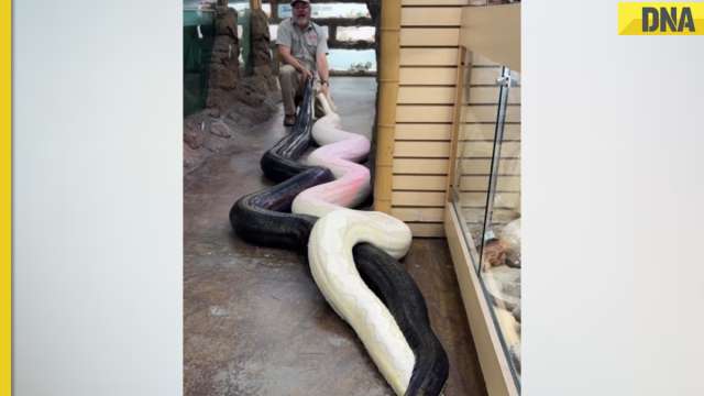 Man tries to pull two gigantic pythons with their tail, viral video ...
