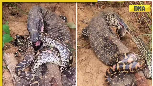 Komodo dragon and python fight to death, watch who wins