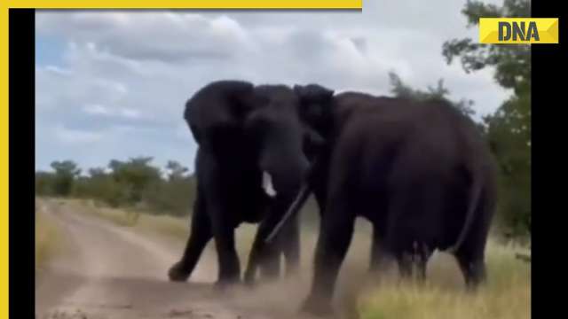 This deadly fight between two giant elephants is nail-biting, viral video
