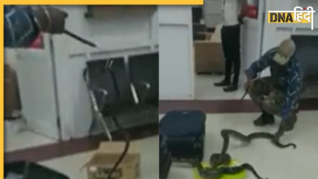 Airport पर महिला के बैग की हुई चेकिंग तो दंग रहे गए अफसर, 22 जिंदा सांप ...