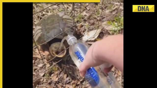 Viral video: Kind woman tries to feed water to thirsty turtle and here's what happened next
