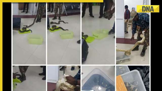 Chennai airport shocker: 22 snakes and a chameleon seized from ...