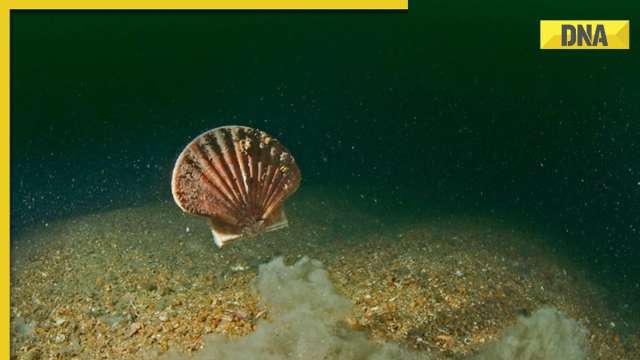 Have you ever seen a shell swim before? Viral video will leave you stunned