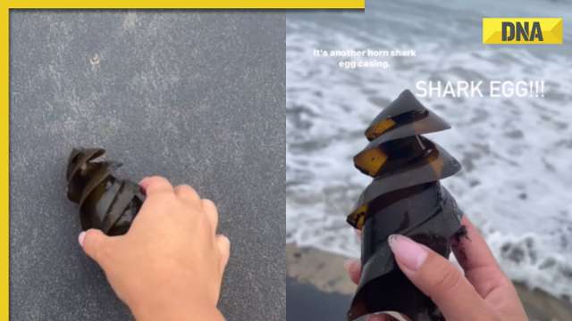 Ever Seen Sharks Egg Viral Video Stuns Internet
