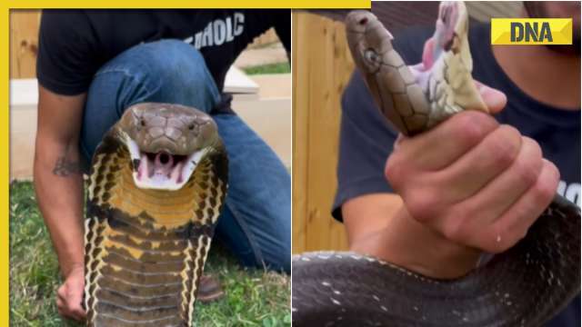 Man fearlessly grabs king cobra barehanded, viral video sparks internet ...