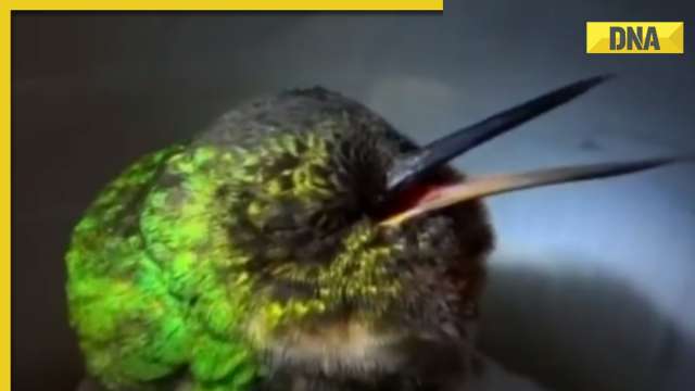 This viral video of snoring hummingbird will melt your heart and make ...