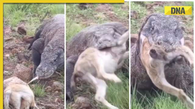 Viral video: Komodo Dragon devours deer in single gulp, sends shivers ...
