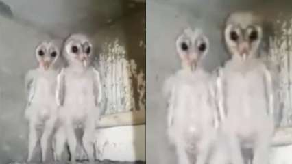 aliens: Latest News, Videos and Photos on aliens - DNA News